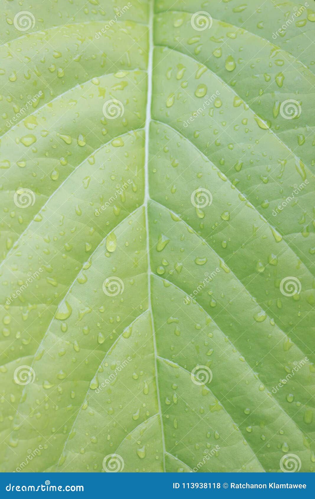 Raindrop on green leaves. stock photo. Image of beauty - 113938118