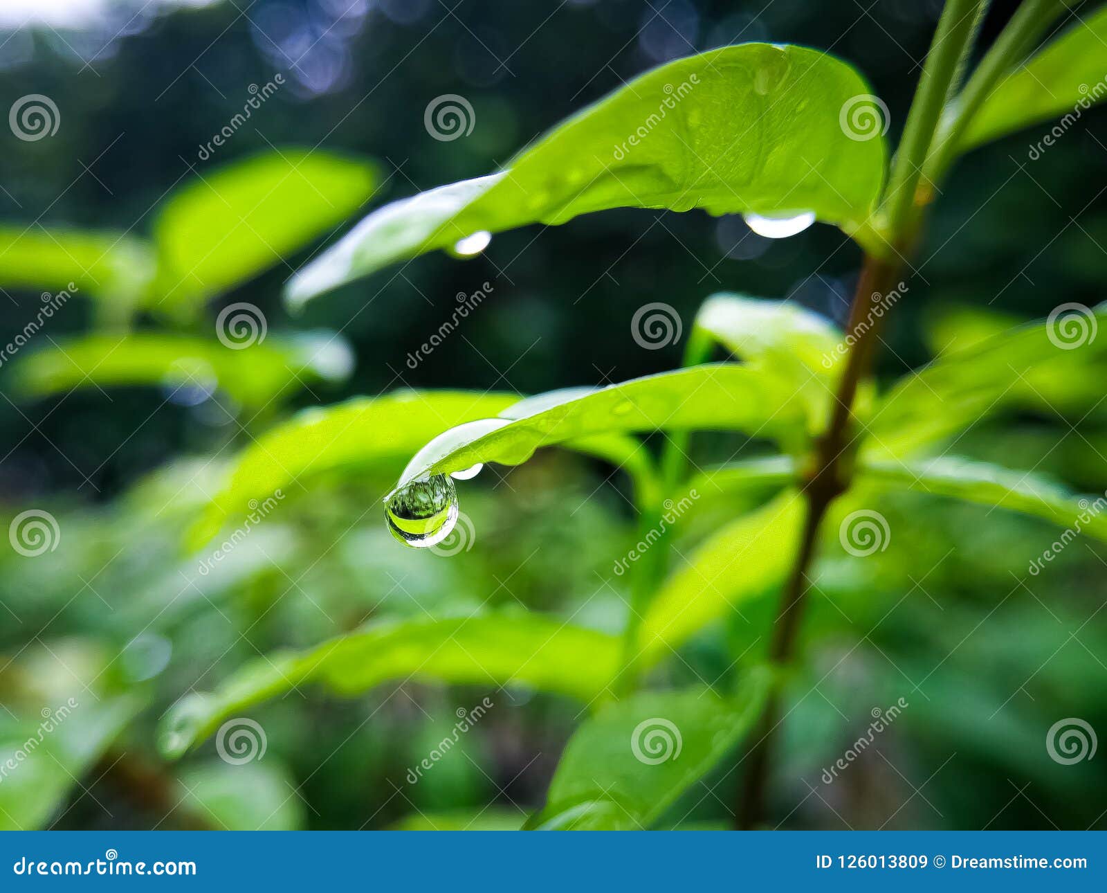 Raindrop stock image. Image of raindrop, nature, plant - 126013809