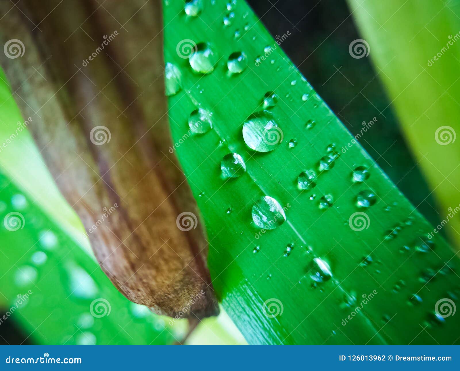 Raindrop stock photo. Image of nature, plant, leaf, raindrop - 126013962