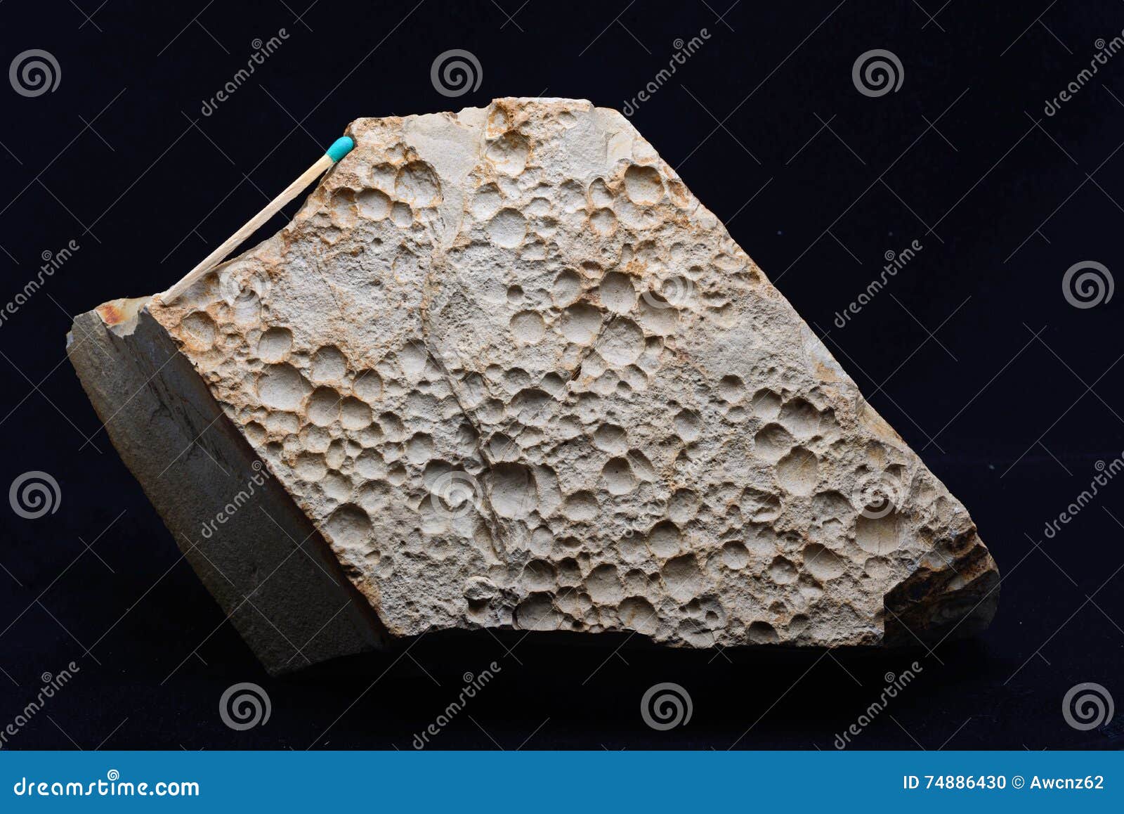 740 Fossil Mud Stock Photos - Free & Royalty-Free Stock Photos from ...