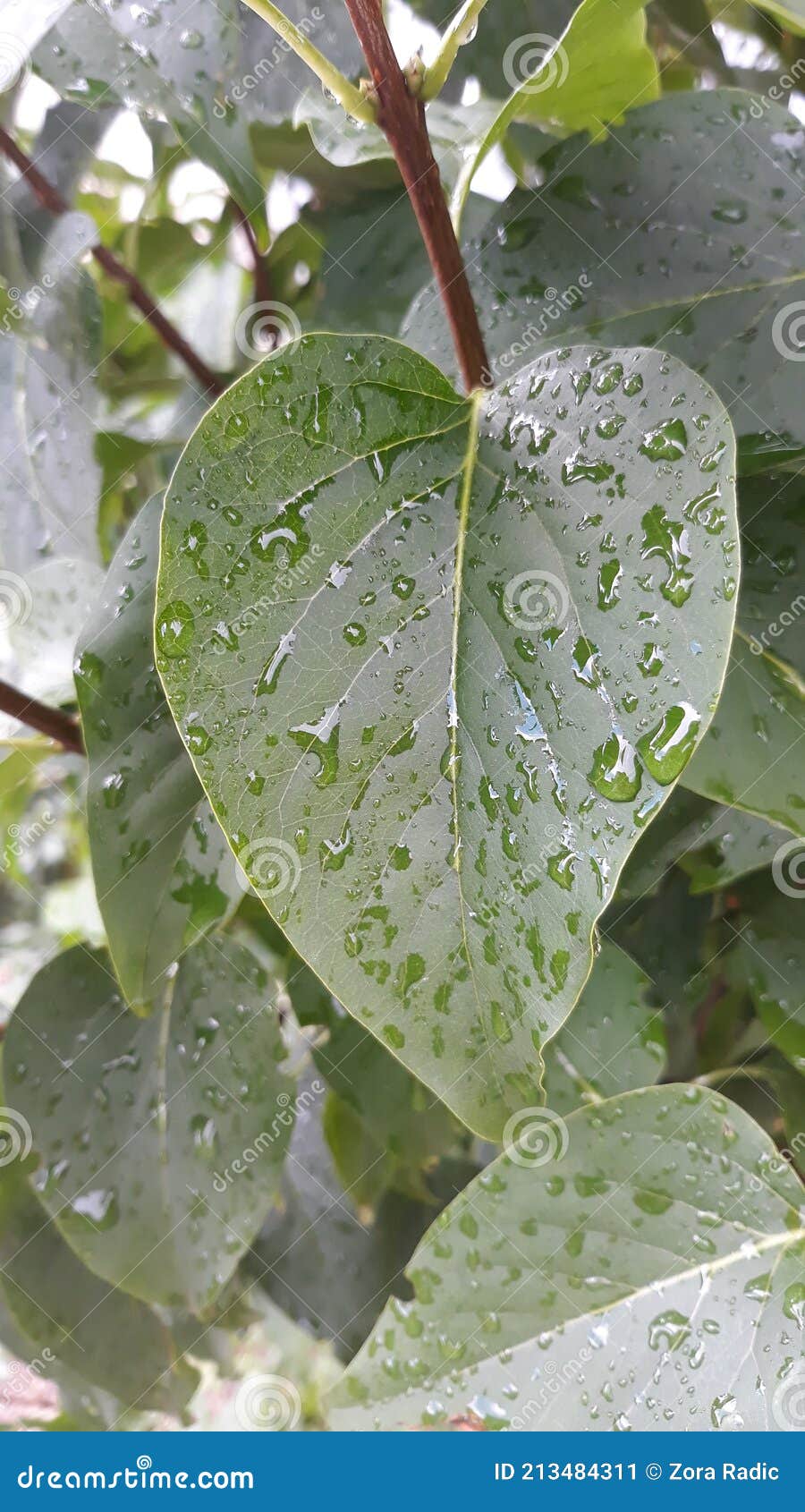 Raindrop on leaf stock image. Image of beautiful, trees - 213484311