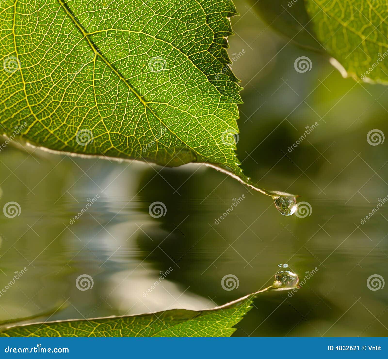 Raindrop on leaf stock image. Image of freshness, agriculture - 4832621
