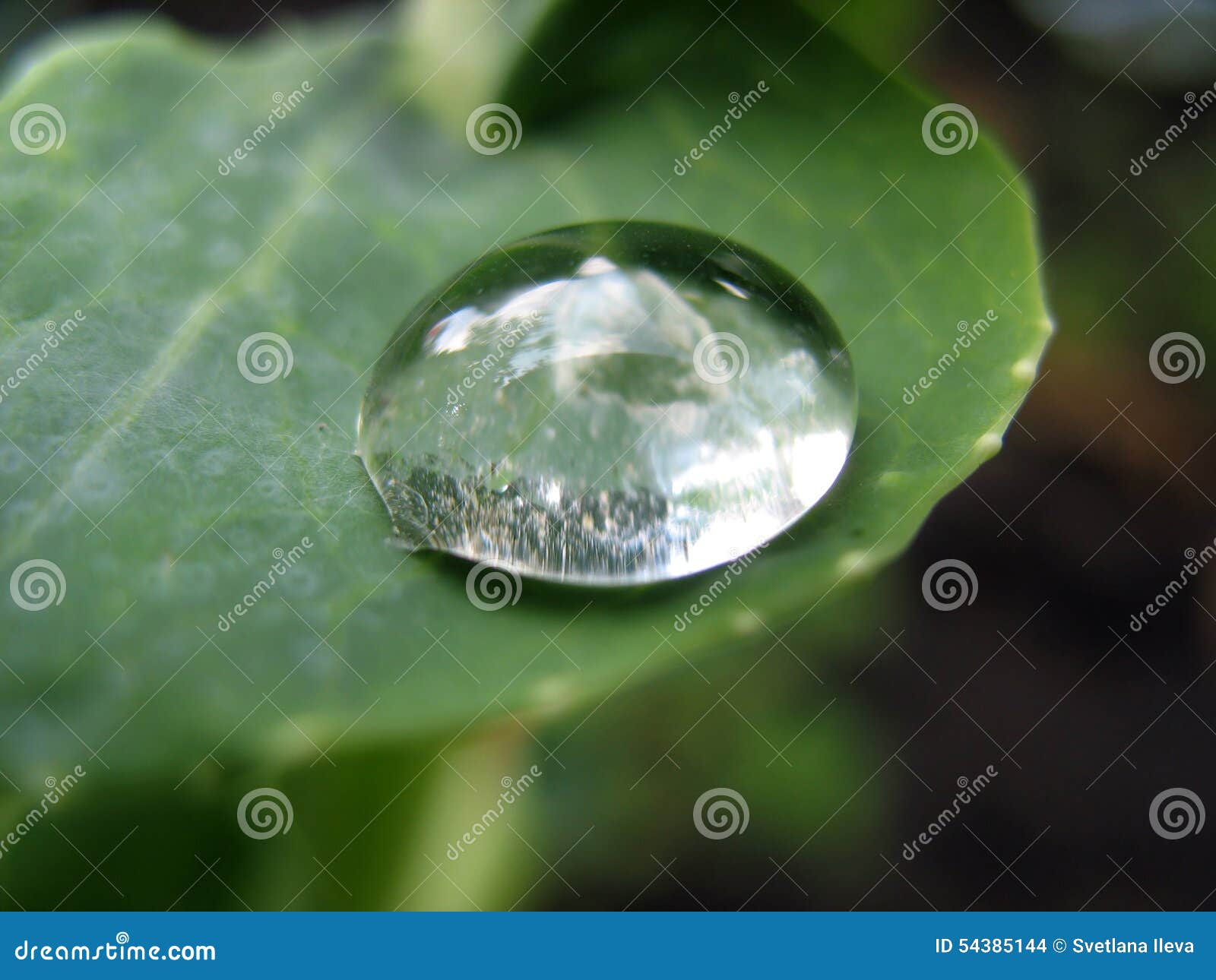 Raindrop on leaf. Close up stock photo. Image of green - 54385144