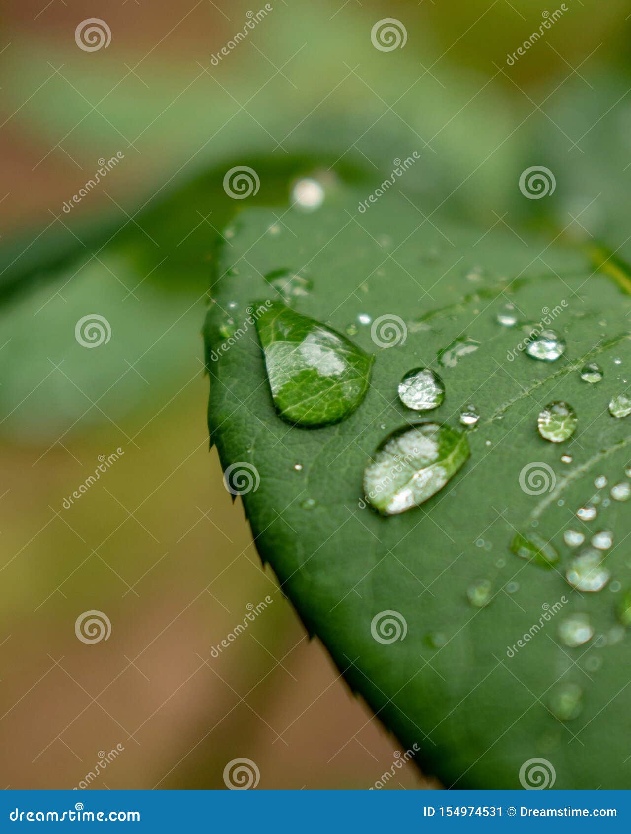 A raindrop on the leaf stock image. Image of rain, green - 154974531