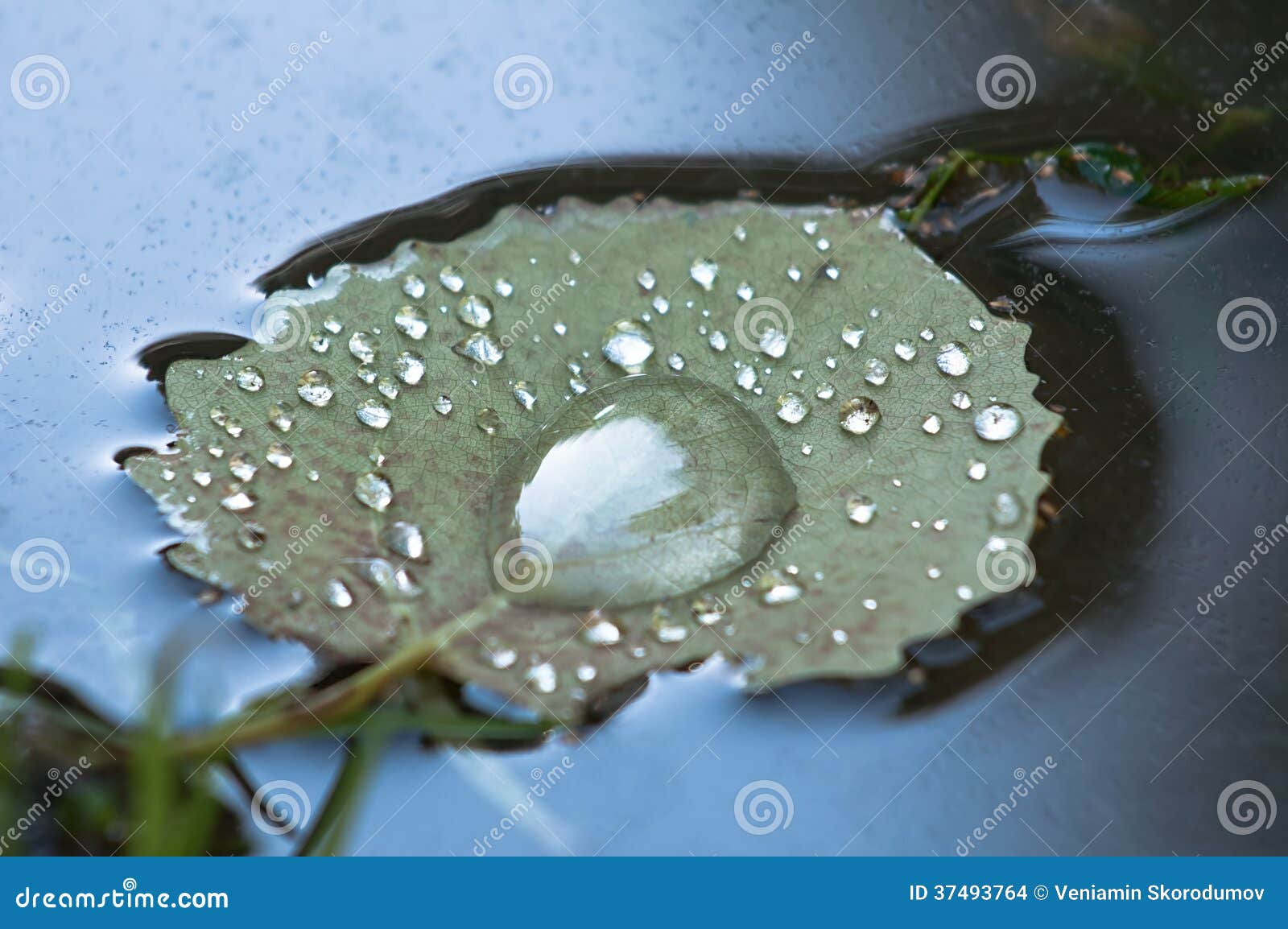 Raindrop on a Leaf Floating on the Water Surface Stock Photo - Image of ...