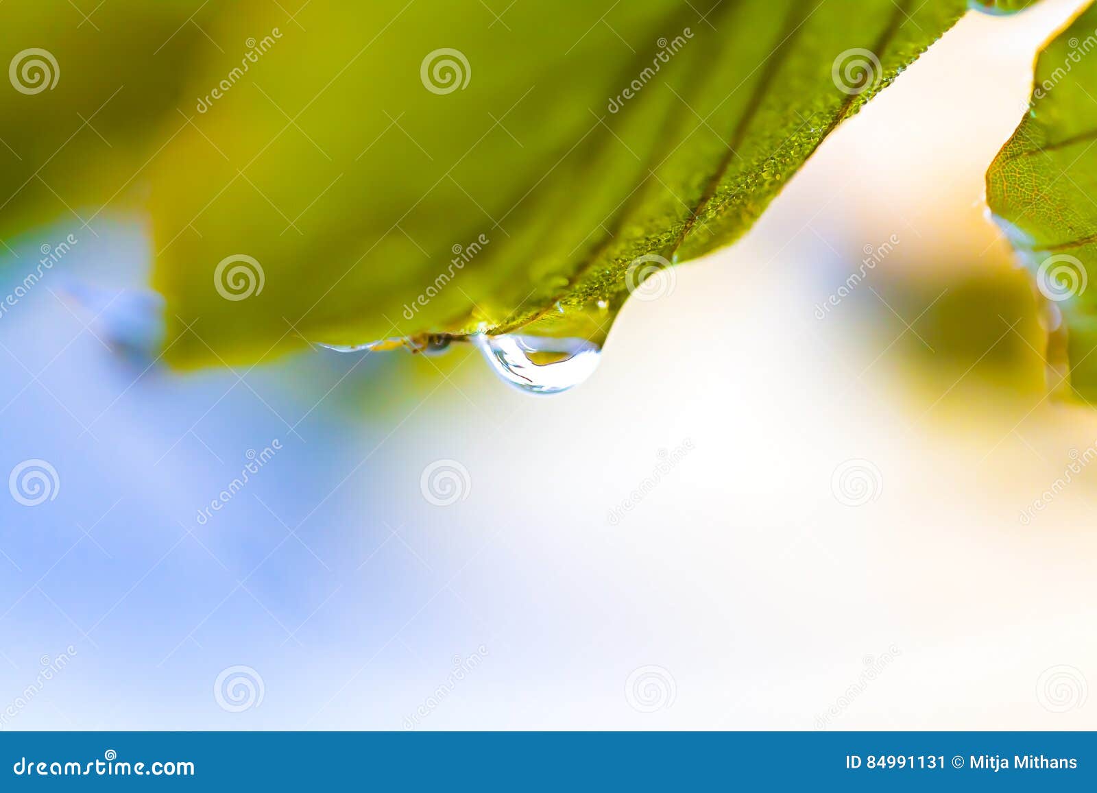 Raindrop on a leaf stock image. Image of leaf, drop, outdoors - 84991131
