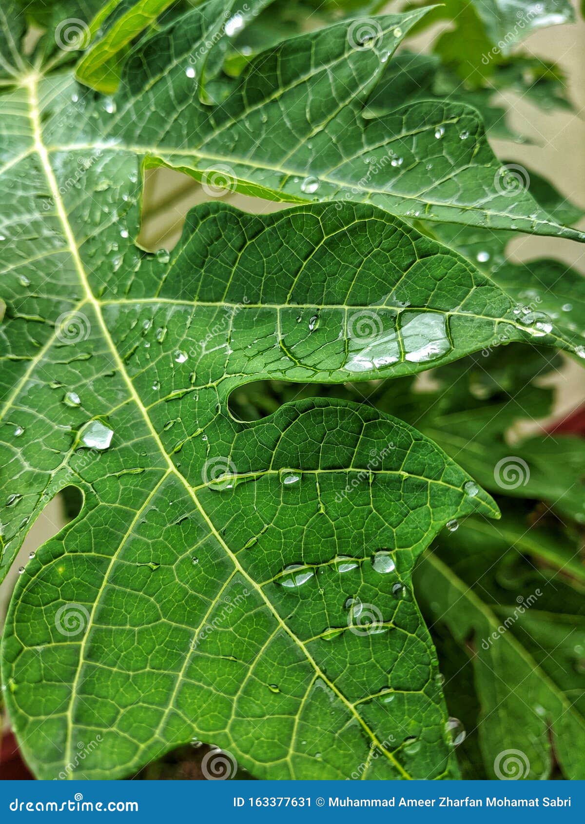 Raindrop on leave stock image. Image of tree, raindrop - 163377631