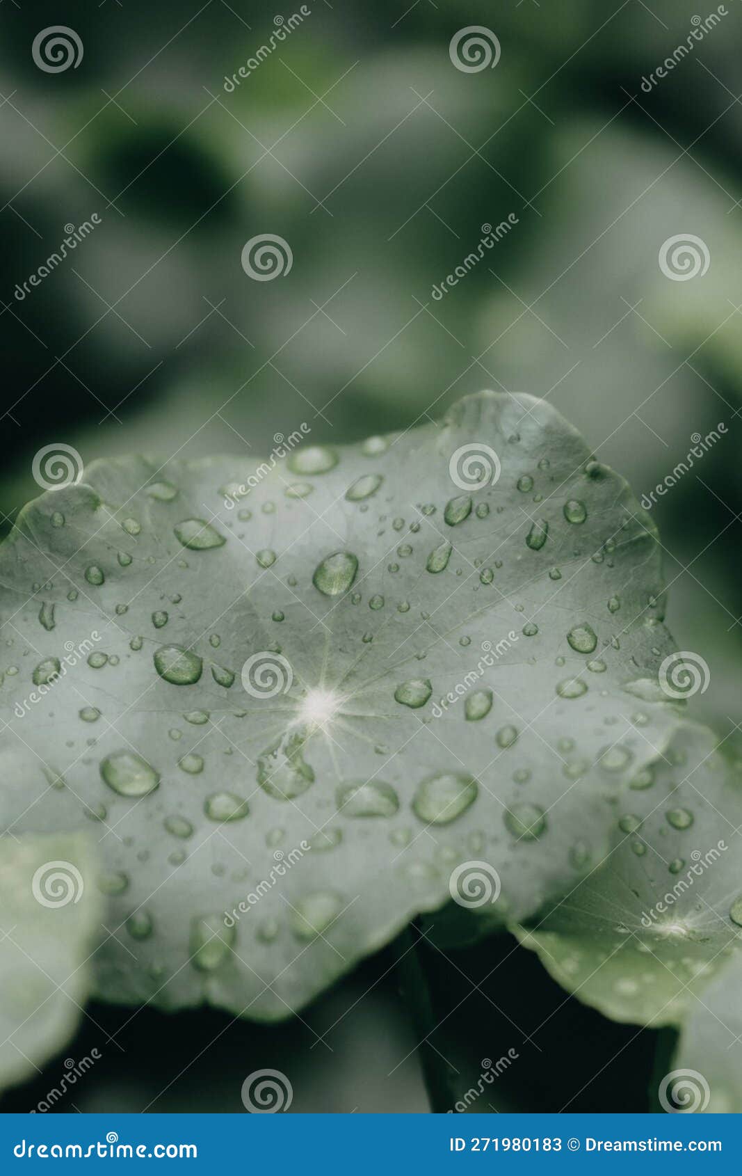 Raindrop and natural green stock image. Image of feel - 271980183