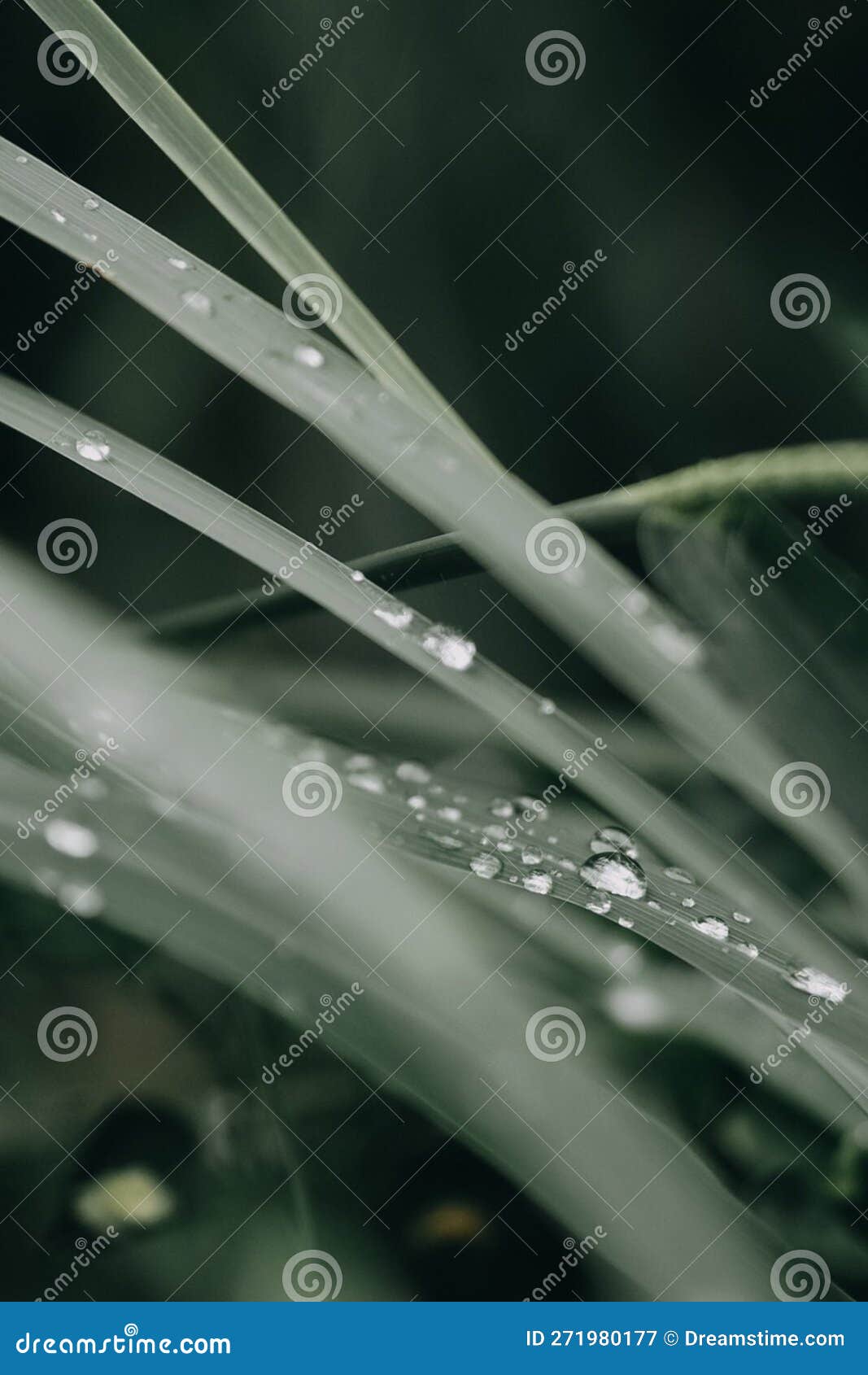 Raindrop on Leaves is True Natural Stock Image - Image of frost, land ...
