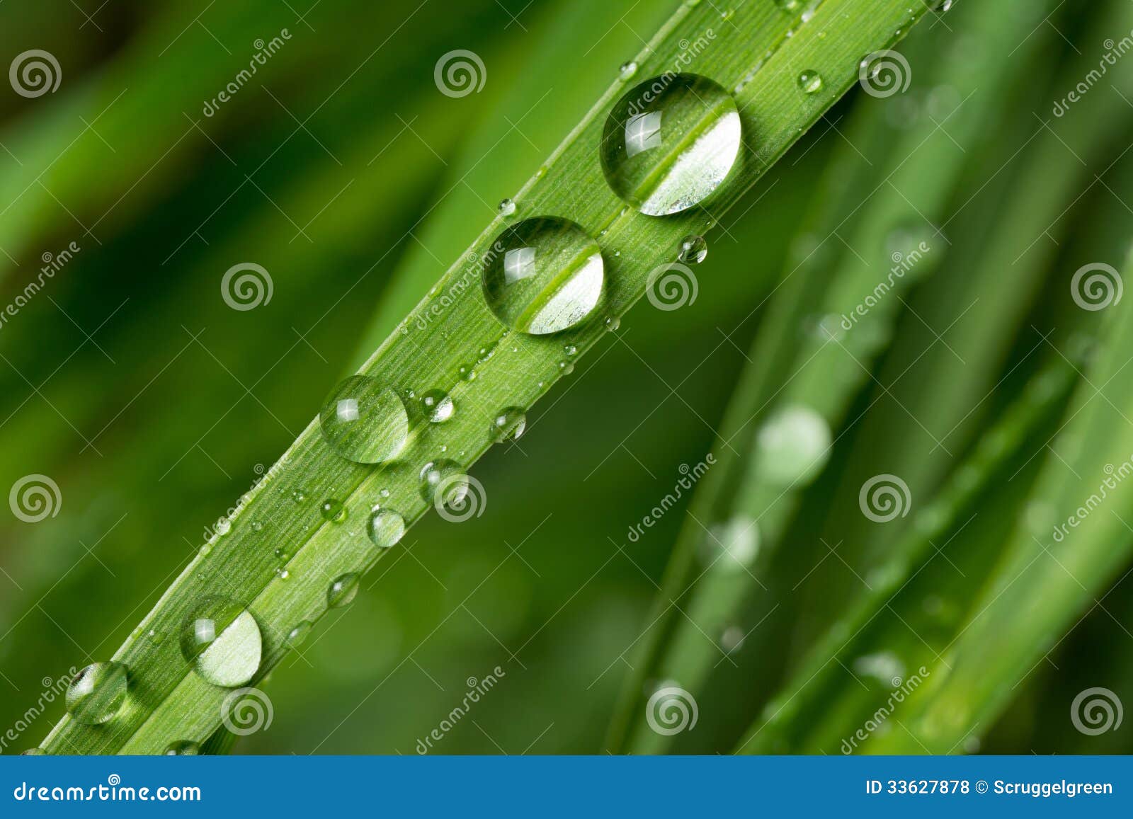 Raindrop Macro stock photo. Image of morning, grass, abstract - 33627878