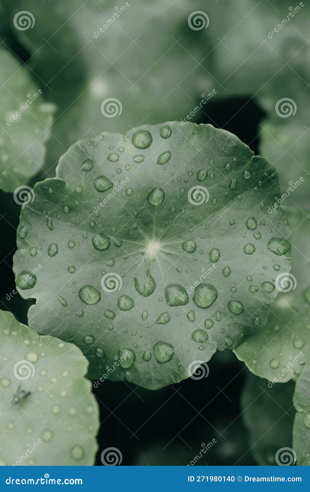 Raindrop and natural green stock photo. Image of flower - 271980140