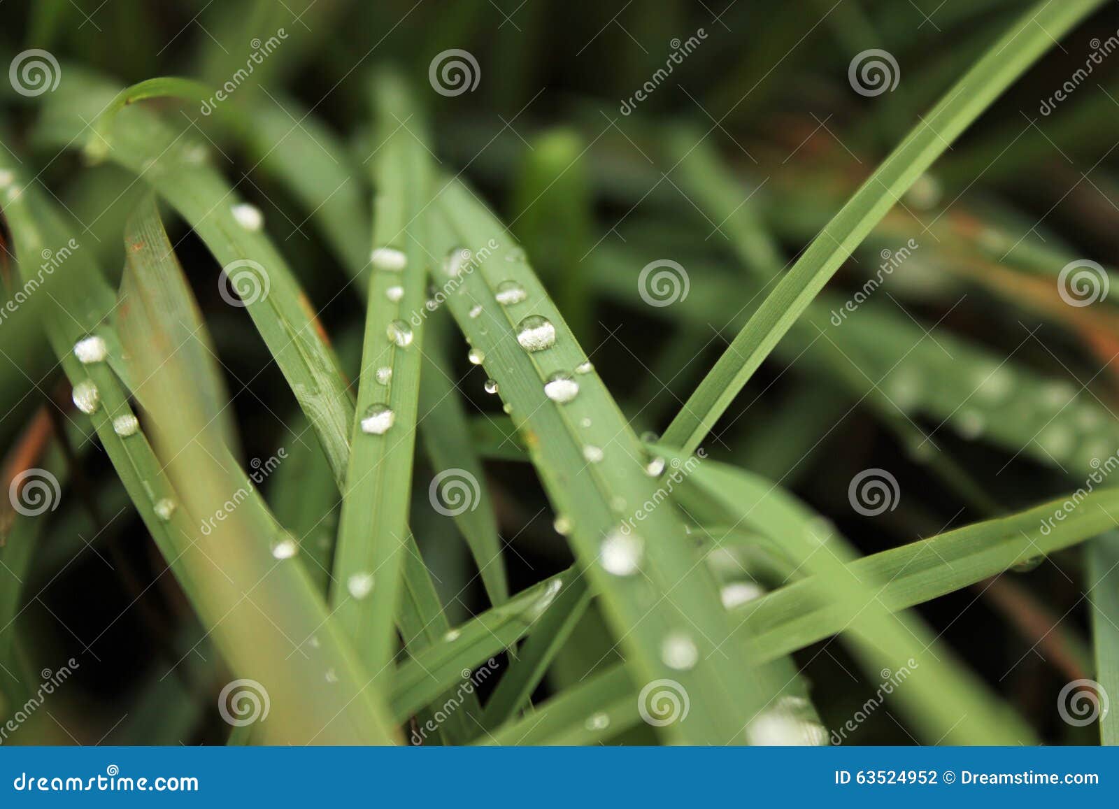 Raindrop in the nature II stock photo. Image of nature - 63524952