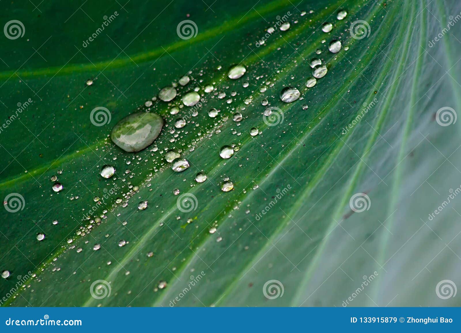 Raindrop one the leaf stock image. Image of lotus, outdoor - 133915879
