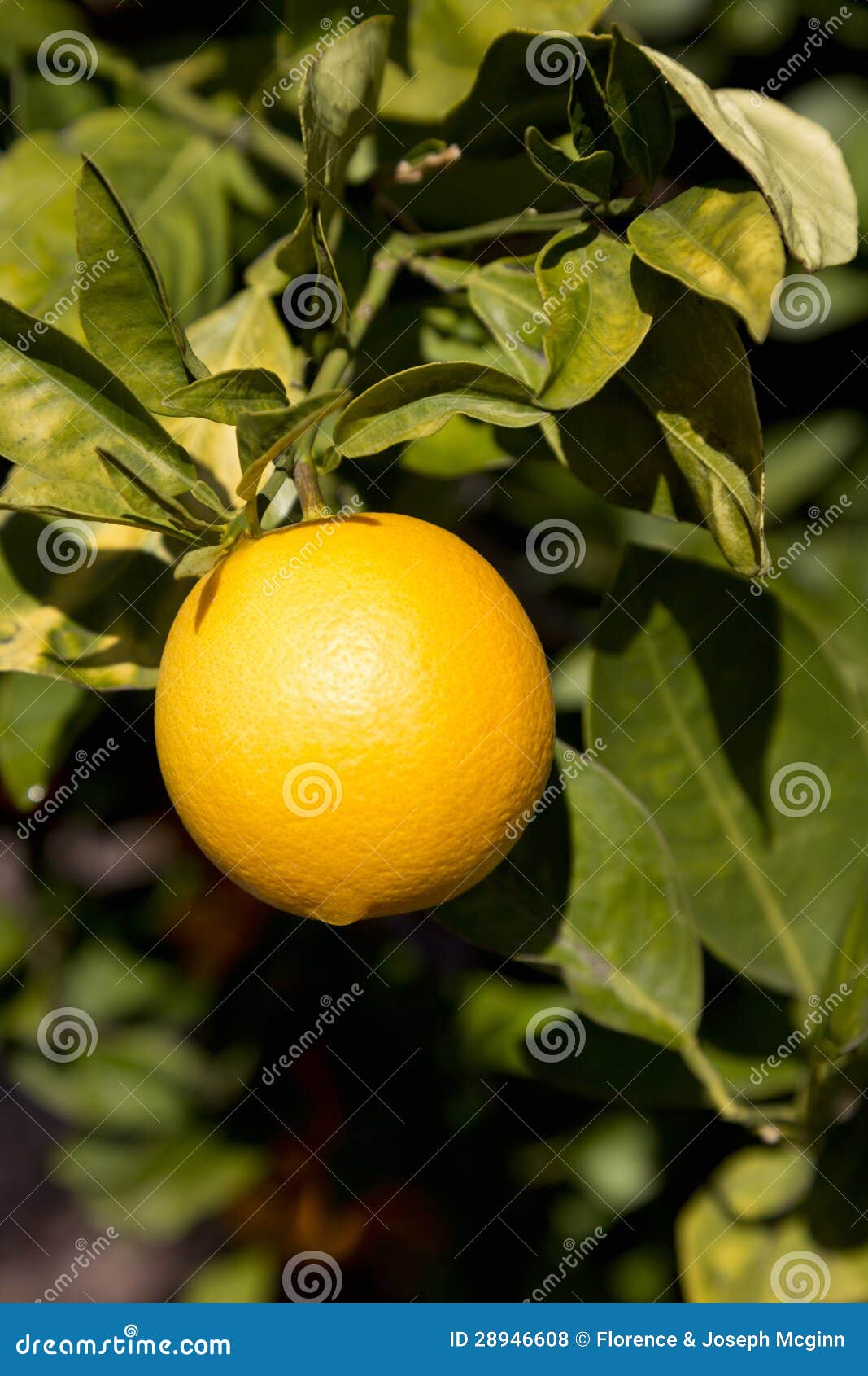 Raindrop on Orange stock photo. Image of healthy, rain - 28946608