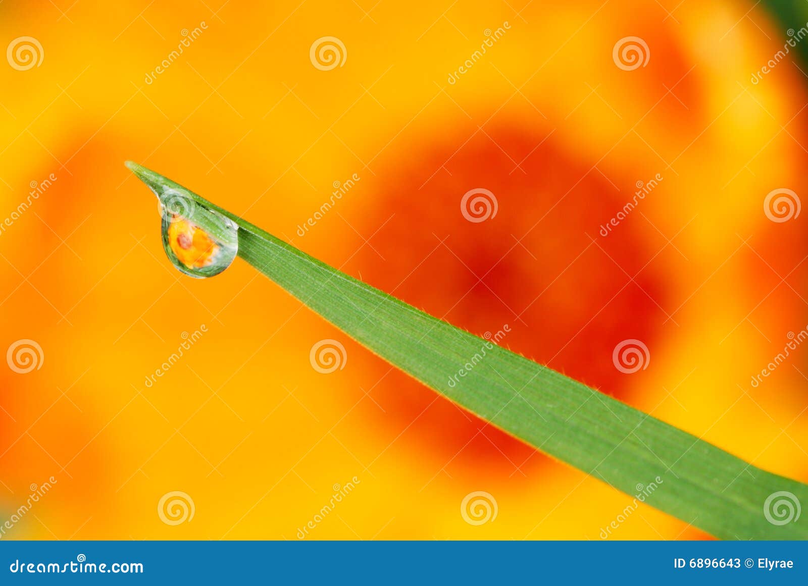 Raindrop and orange flower stock image. Image of nature - 6896643
