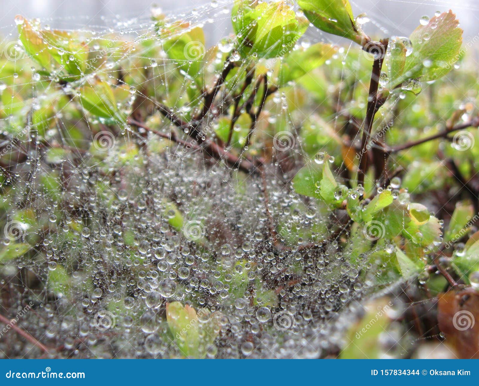 Raindrop on Spider Web in the Middle of Plant Bush, Water Drop Pattern ...