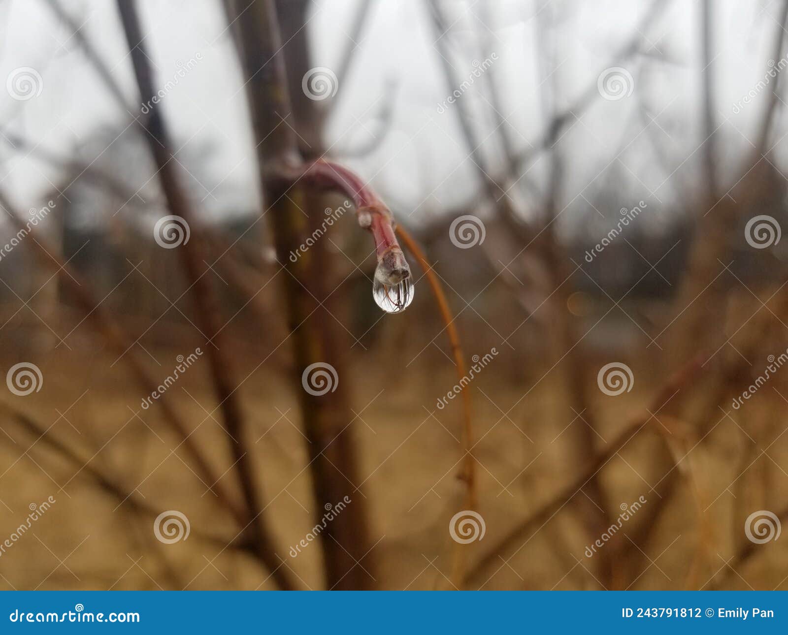 Raindrop on Tree Branch stock photo. Image of flower - 243791812