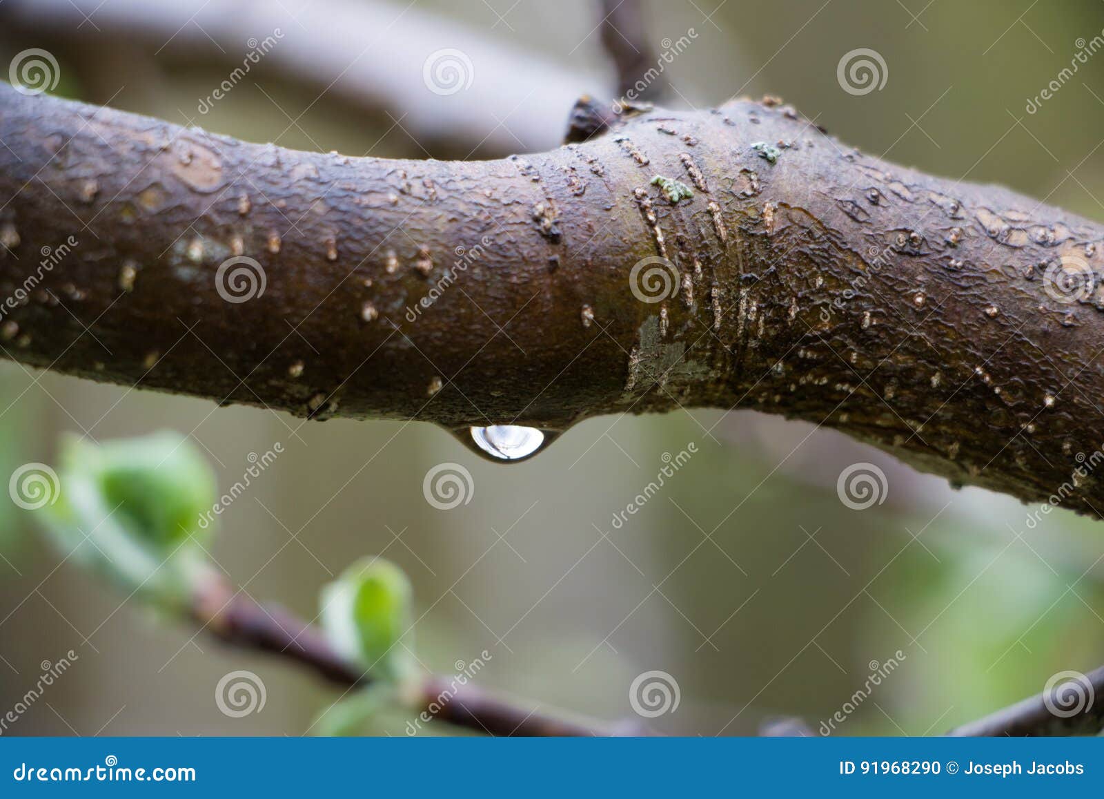 Raindrop on Tree Branch stock photo. Image of rain, leaves - 91968290