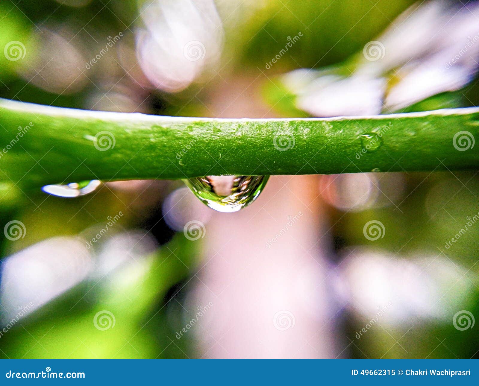 Raindrop on tree closeup stock image. Image of freshraindrop - 49662315