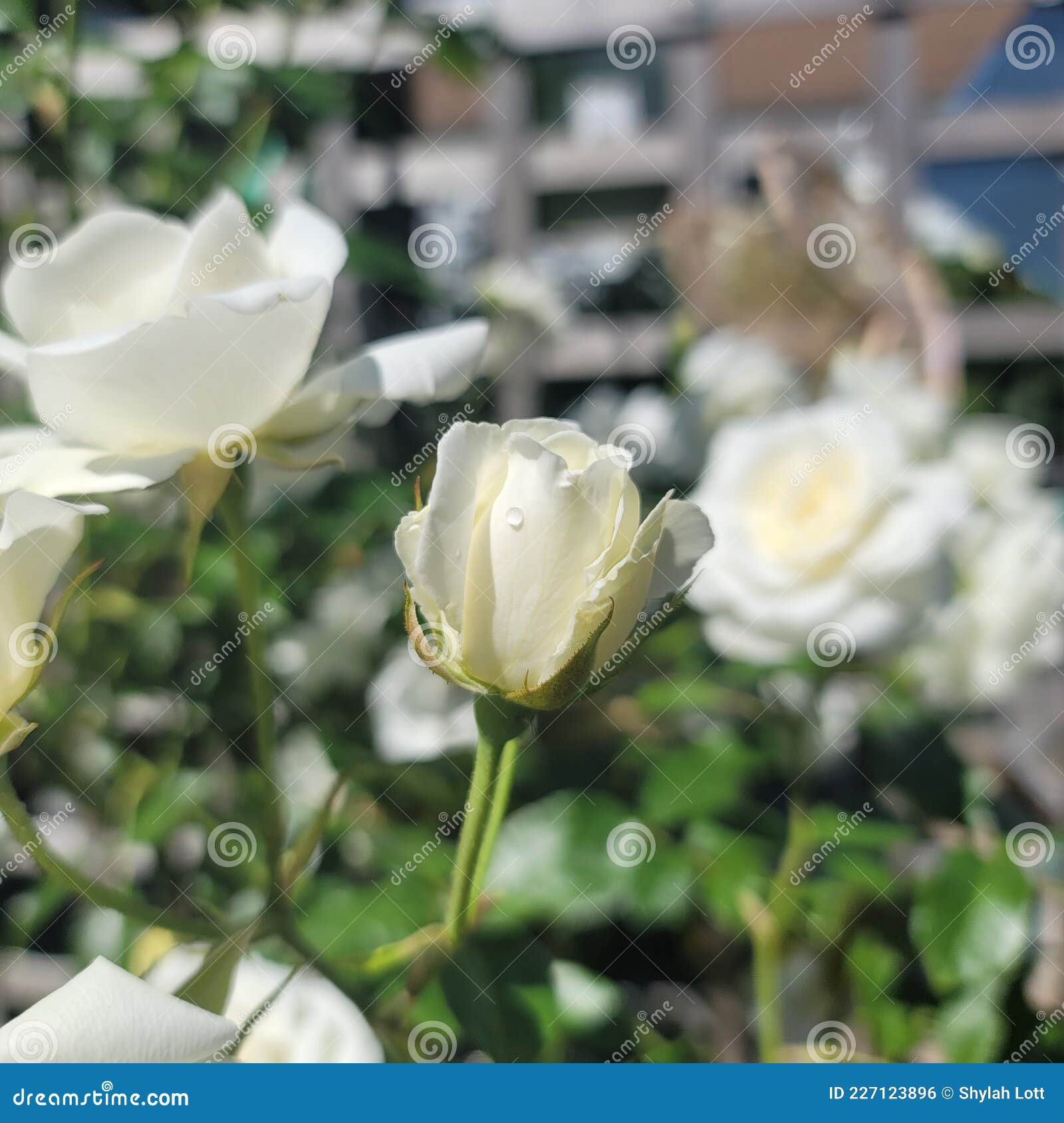 Raindrop on white rose stock photo. Image of leaf, white - 227123896