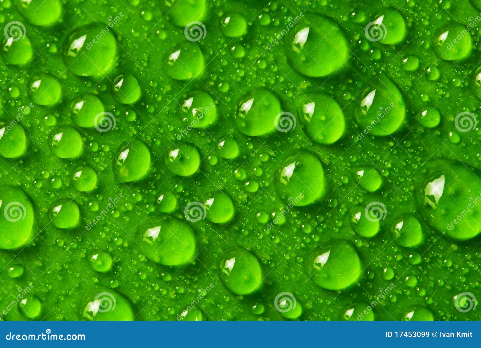 Raindrops stock image. Image of nature, garden, sheet - 17453099