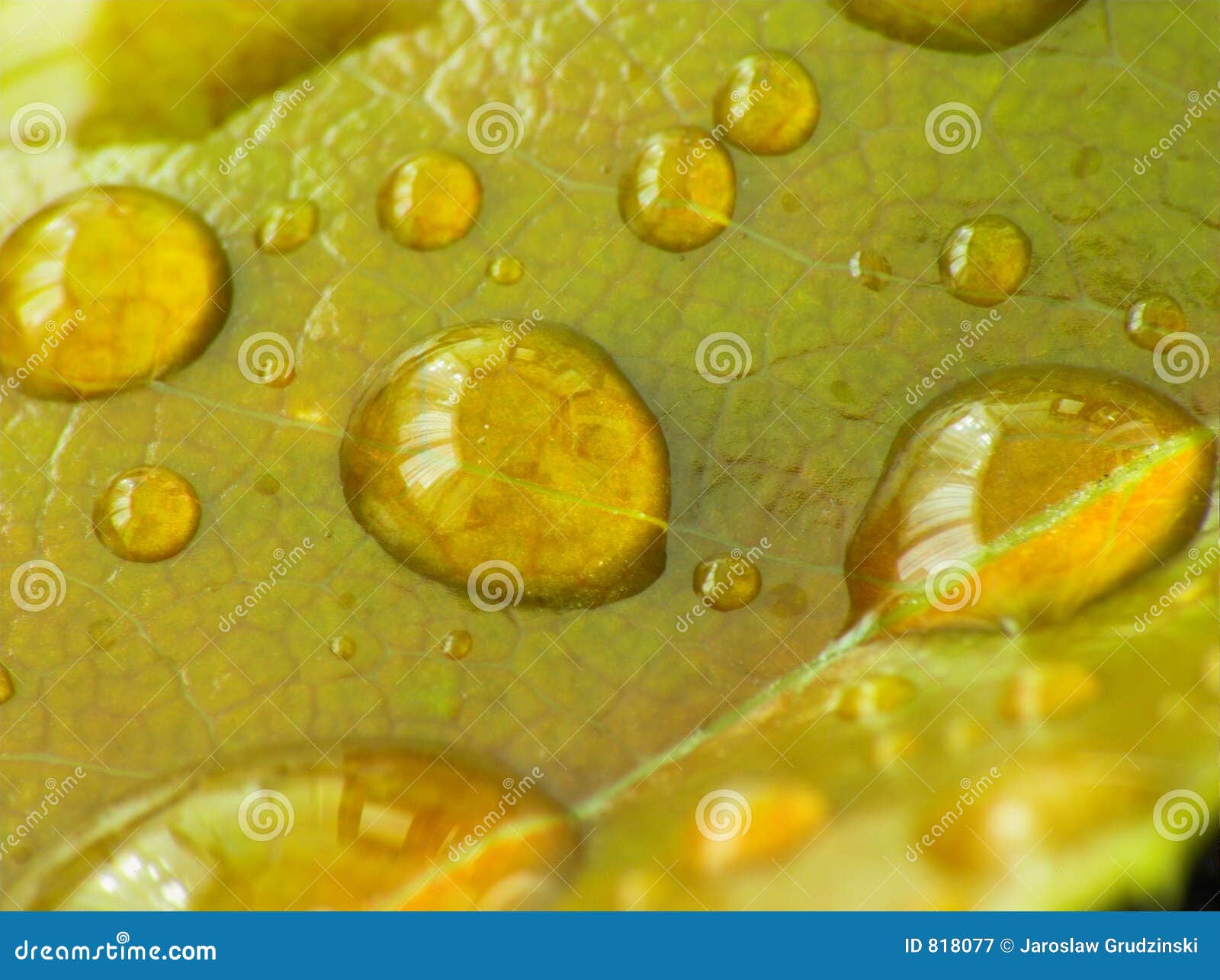 Raindrops stock image. Image of splash, raindrop, green - 818077