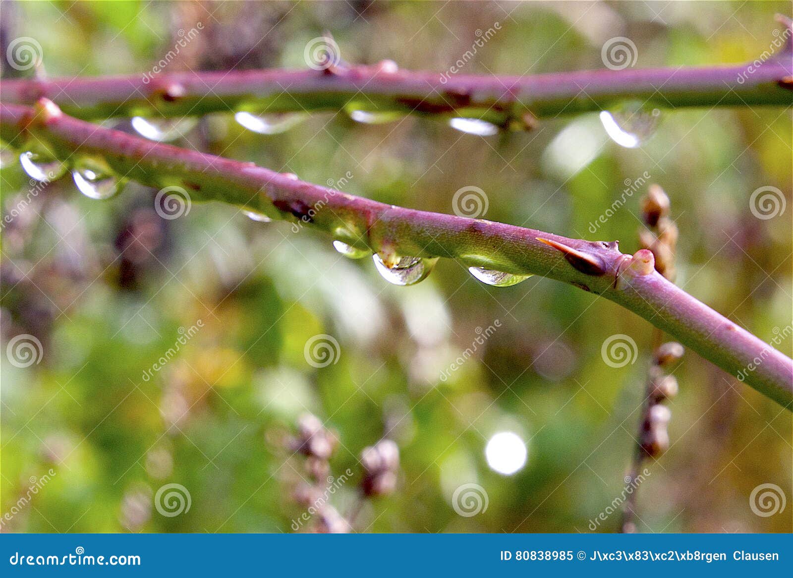 Raindrops as on a string stock image. Image of beautiful - 80838985