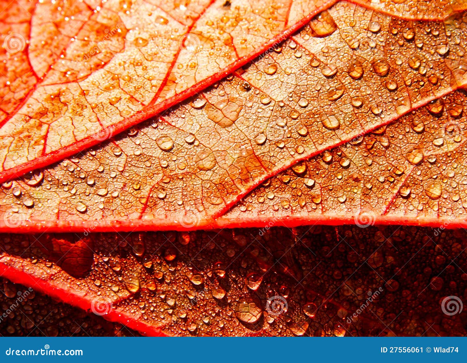 Raindrops on autumn leaf stock image. Image of selective - 27556061