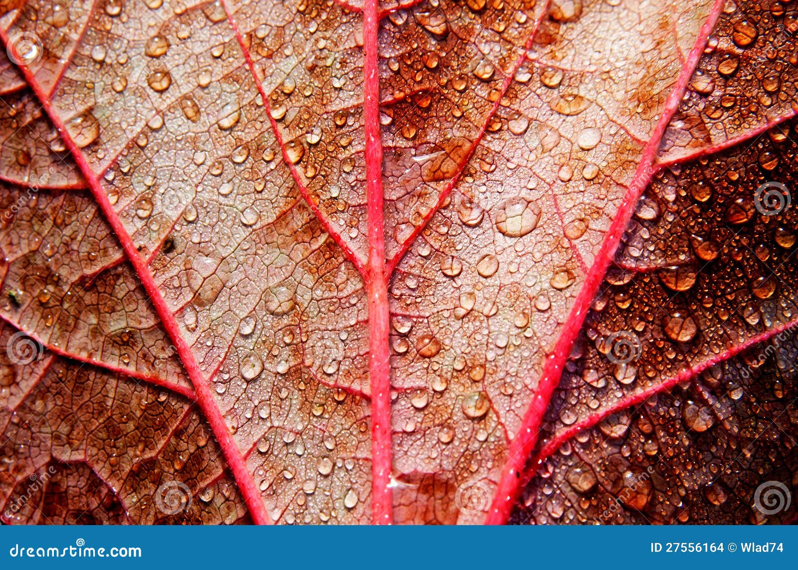 Raindrops on Autumn Red Leaf Stock Photo - Image of autumn, drop: 27556164