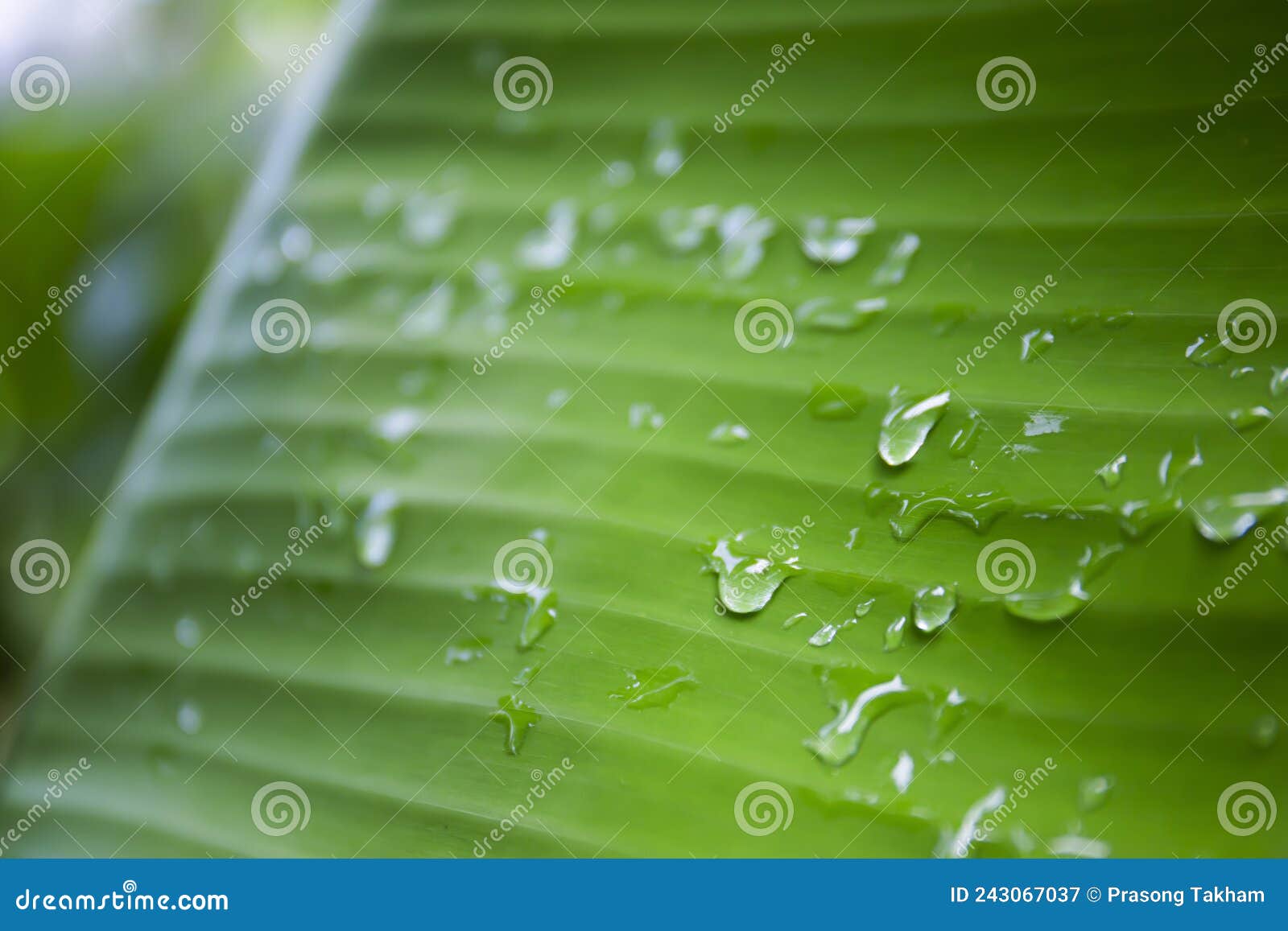 Raindrops on Banana Leaves Green Refreshing Background Stock Image ...