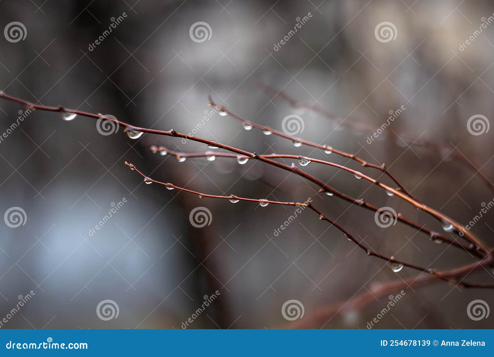 Raindrops on the Bare Branches of a Bush in a Park Stock Image - Image ...