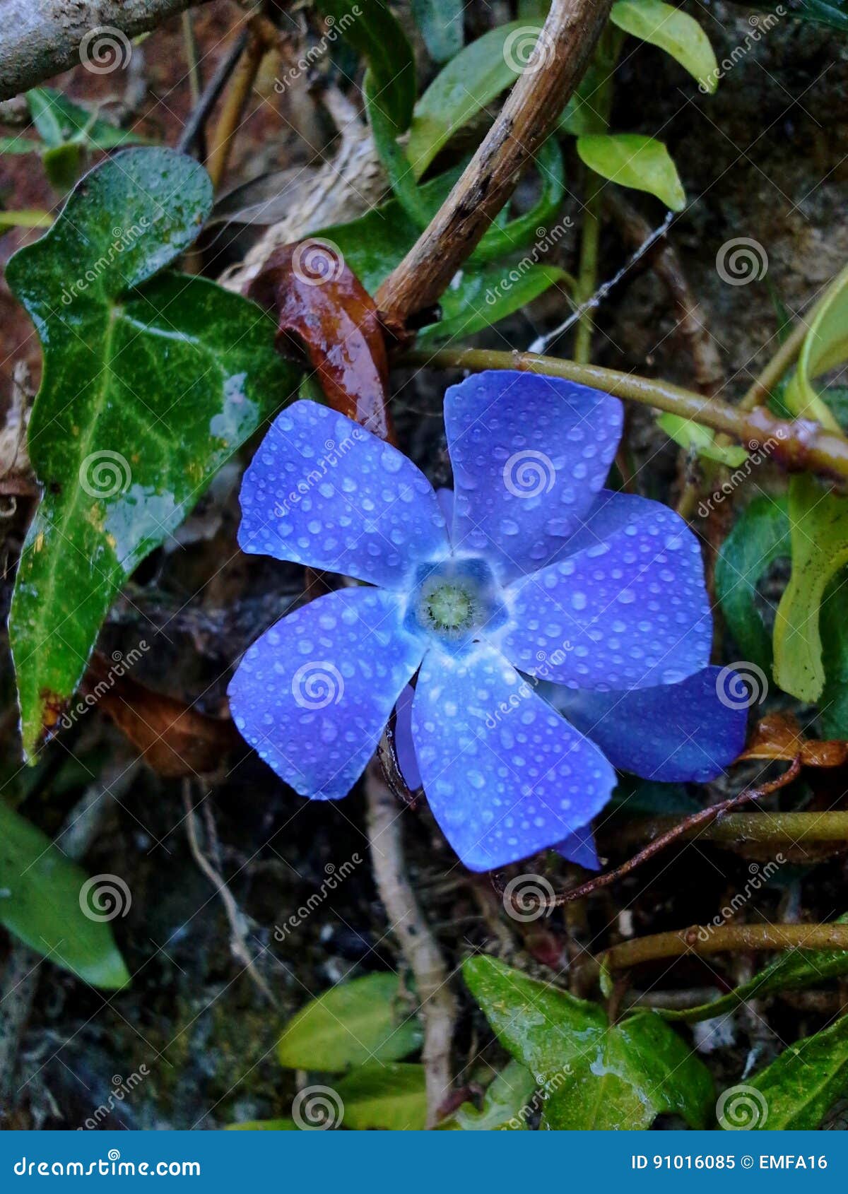 Raindrops on Blue Greater Periwinkle Stock Image - Image of blue ...
