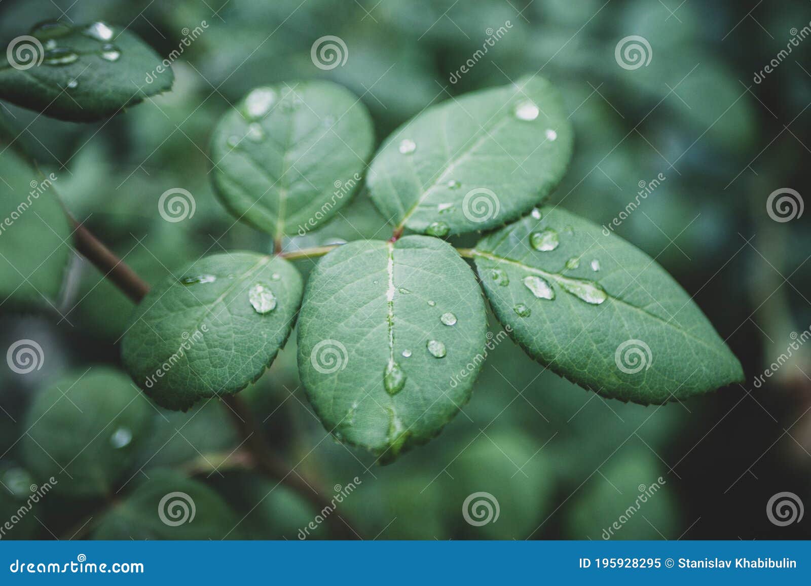 Raindrops on a Branch of a Rose Bush Stock Image - Image of focus ...