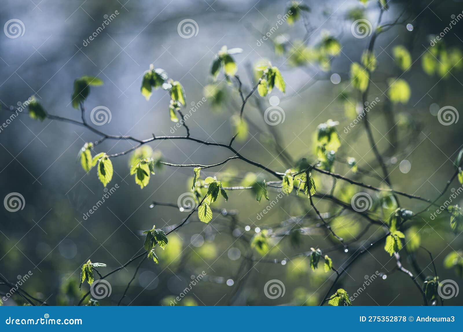 Raindrops on the Branches of Trees in the Forest in Early Spring Stock ...