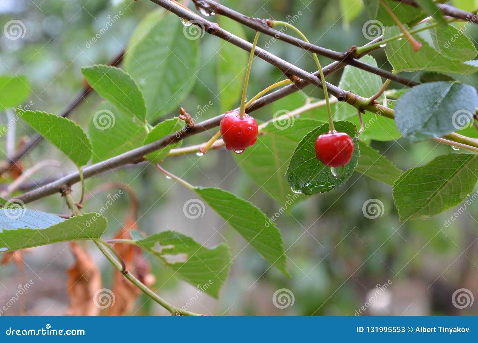 Cherry after Rain, Drops of Rain on Cherry in the Garden, Double Red ...