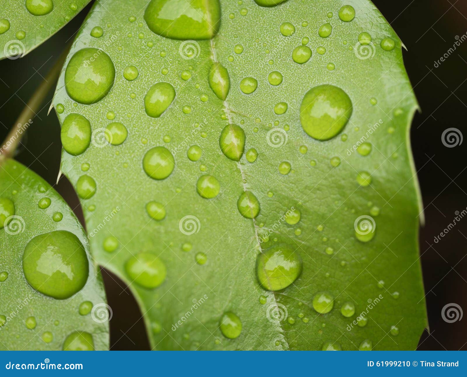 Raindrops stock photo. Image of plant, nature, raindrop - 61999210