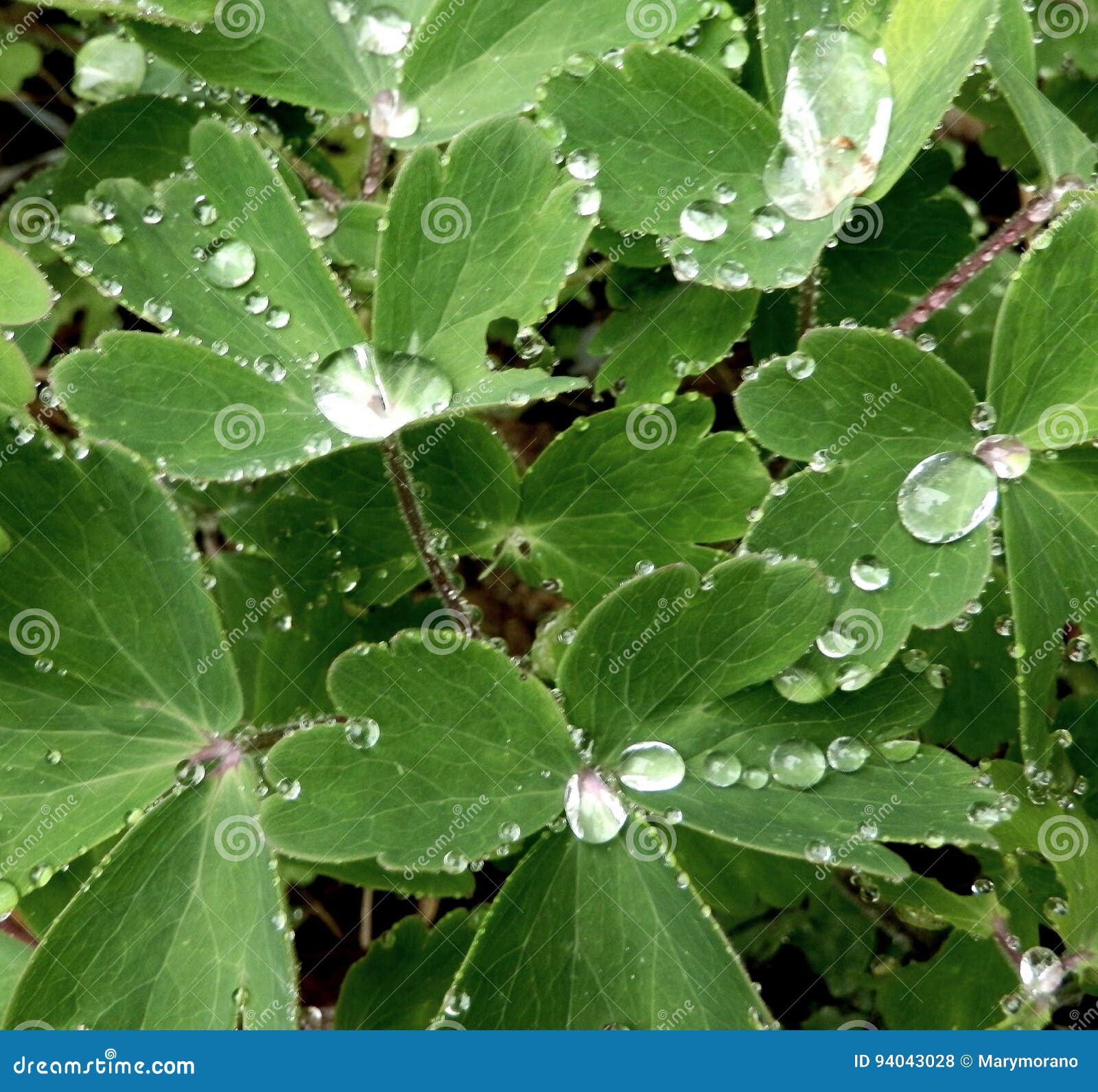 Raindrops on Clovers stock photo. Image of puddle, leaves - 94043028