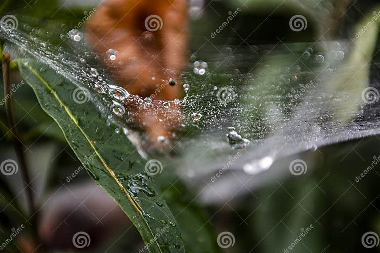 Rain Drops on Spider Web and Green Leaf Stock Image - Image of insect ...
