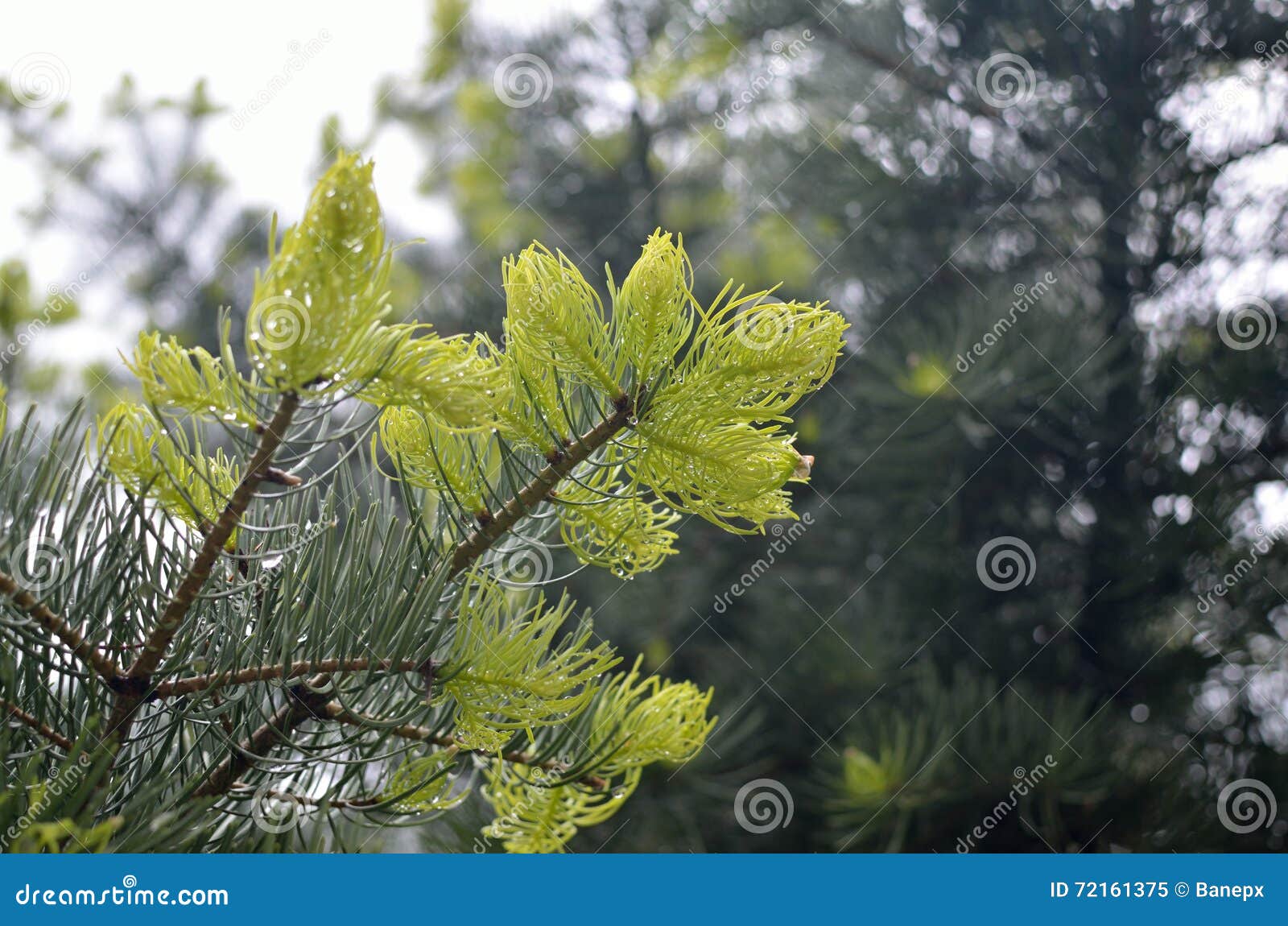 Raindrops on Conifer Branch Stock Image - Image of conifer, green: 72161375