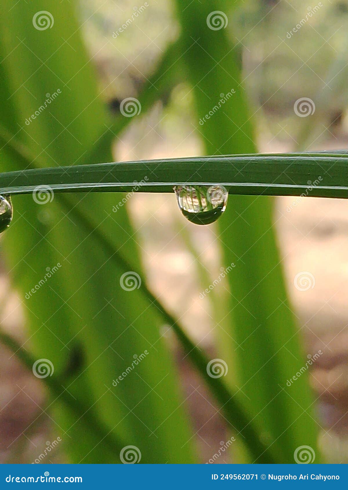 Raindrops Dripping on the Leaves Stock Image - Image of leaves ...