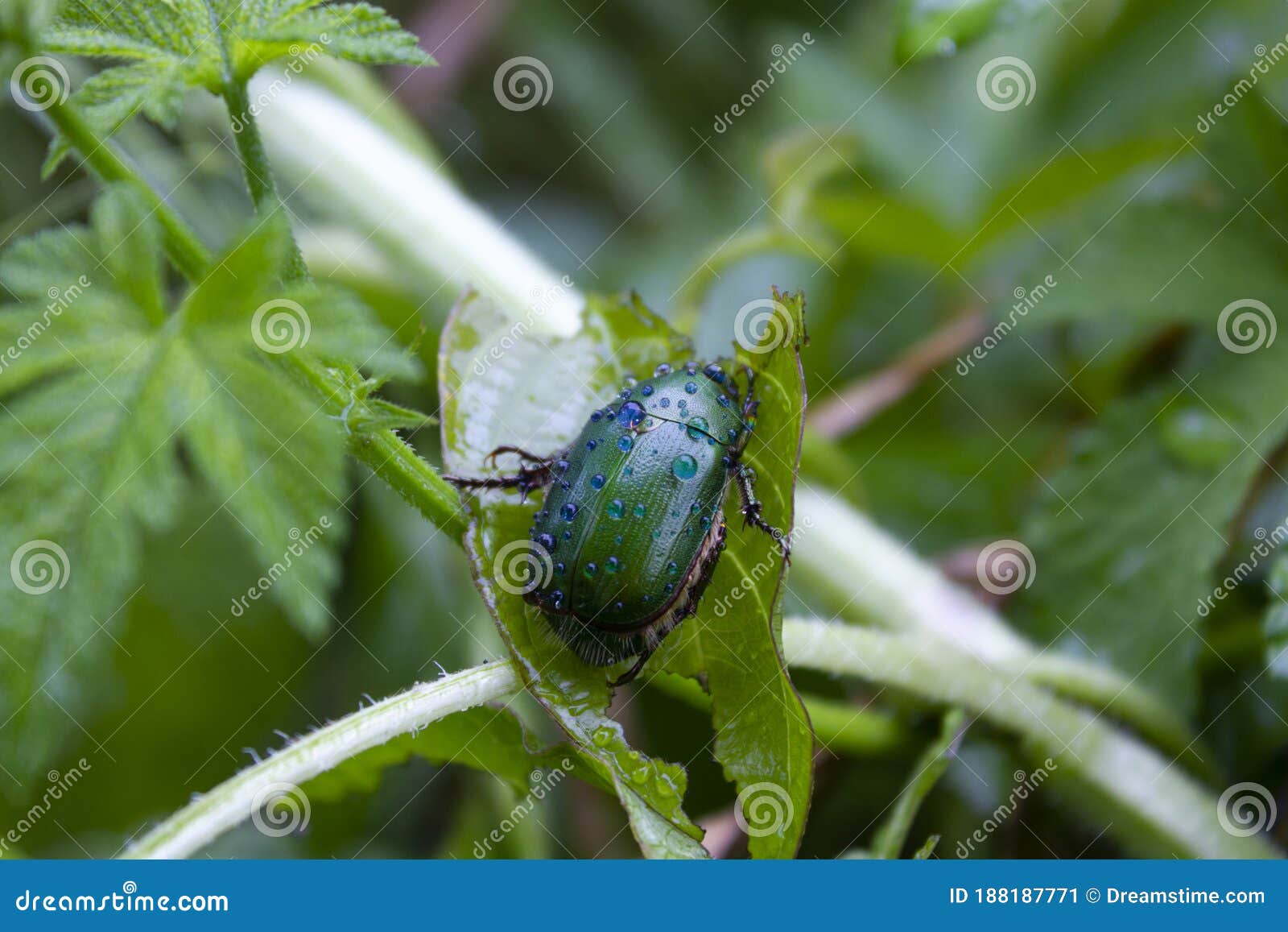 Raindrops fall on insects. stock image. Image of blue - 188187771