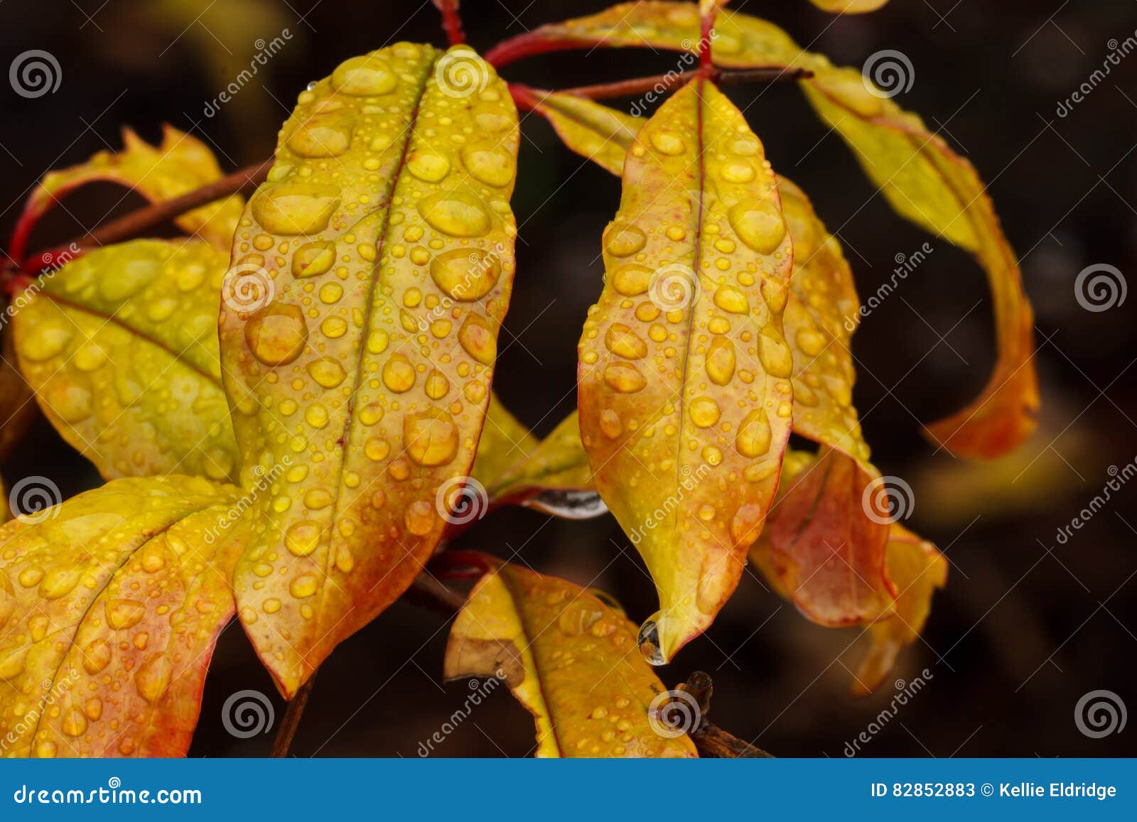 Raindrops on fall leaves stock image. Image of vegetation - 82852883