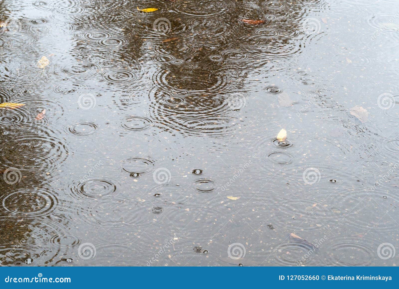Raindrops Fall in Puddle with Leaves on Road Stock Photo - Image of ...