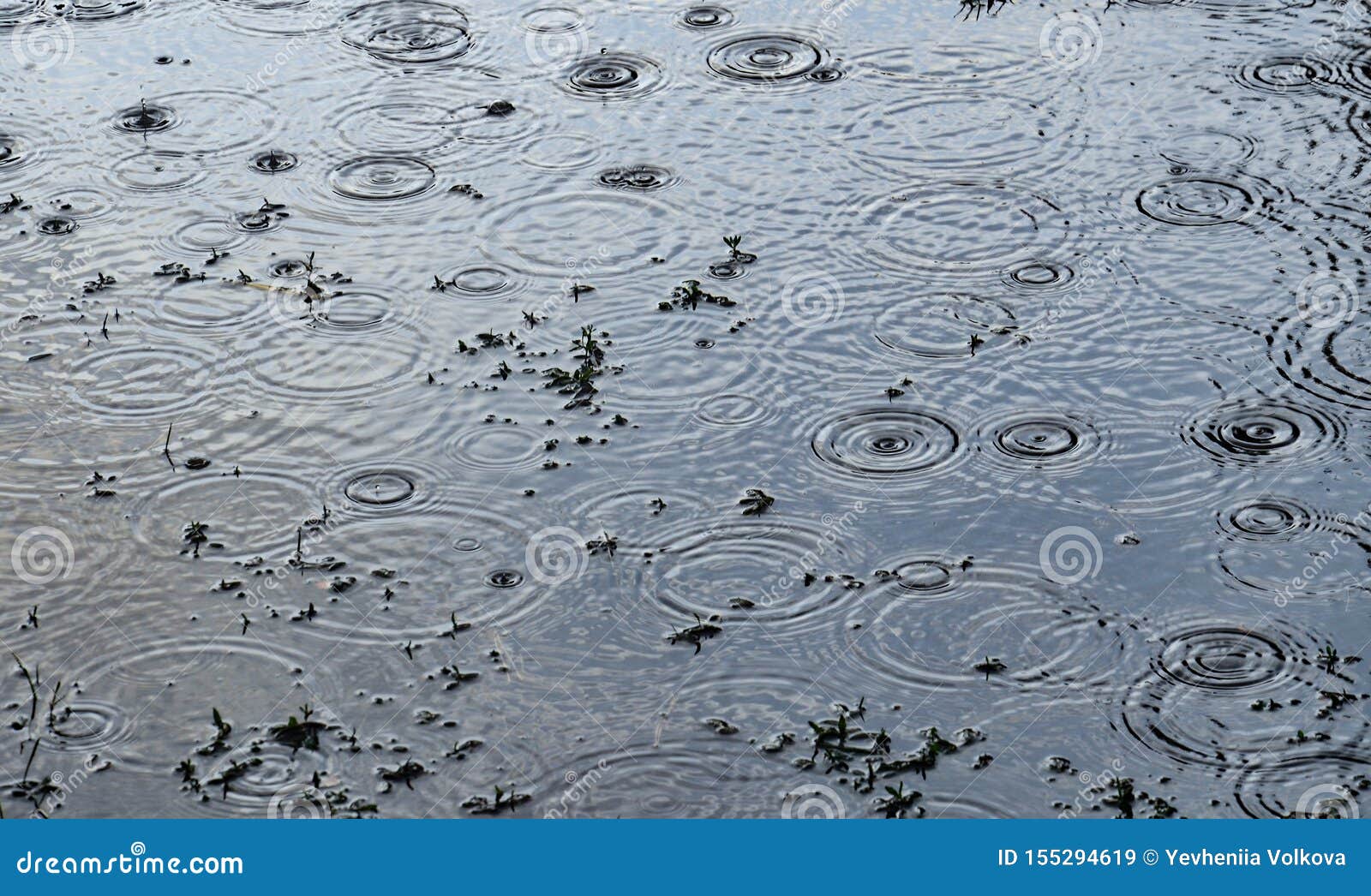 Circles on Water from Rain. Rain Drops Stock Image - Image of shower ...