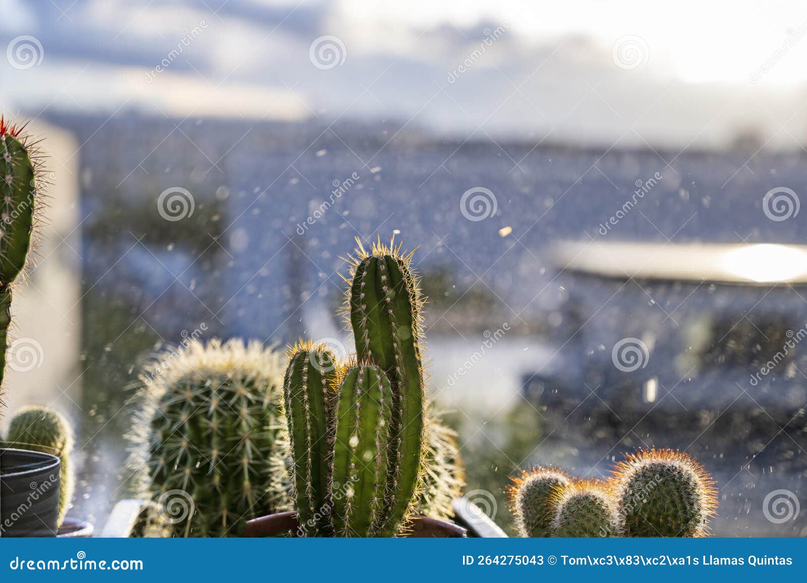 Raindrops Falling on Assorted Cacti in the Middle of a Storm with ...