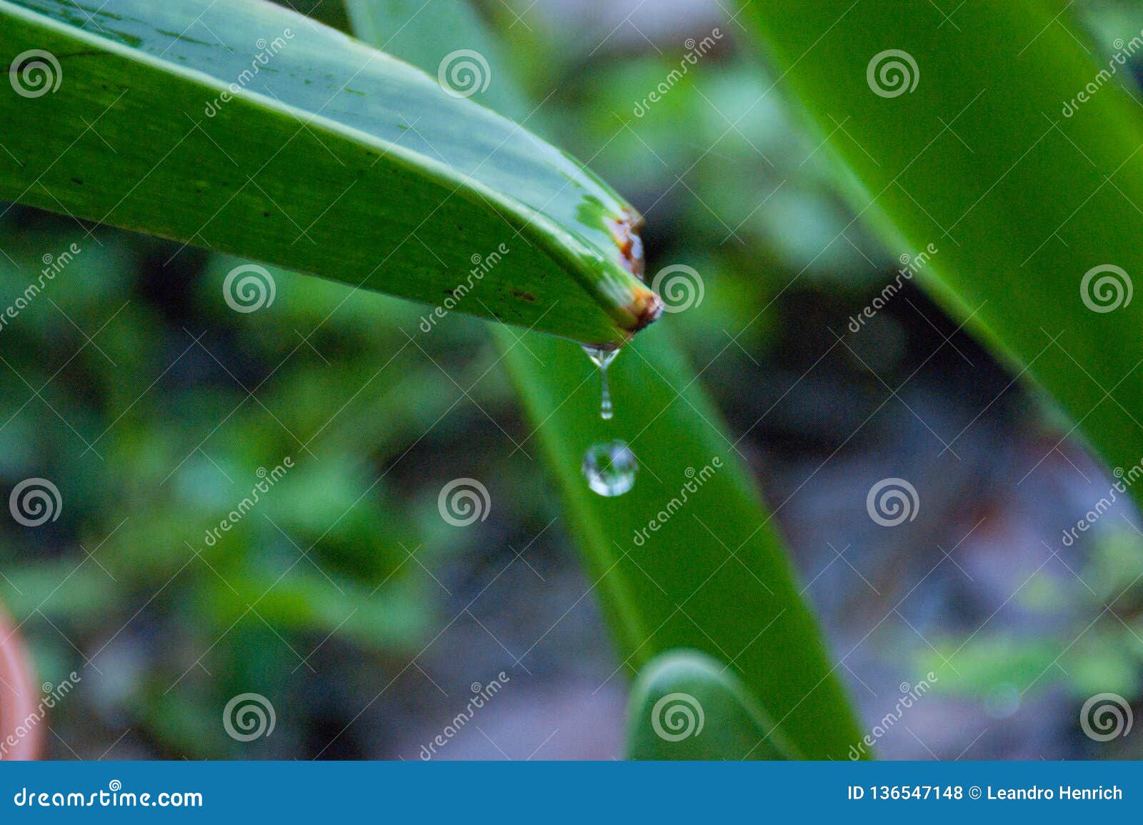 Raindrops Falling Down in a Rainy Day Stock Photo - Image of nature ...