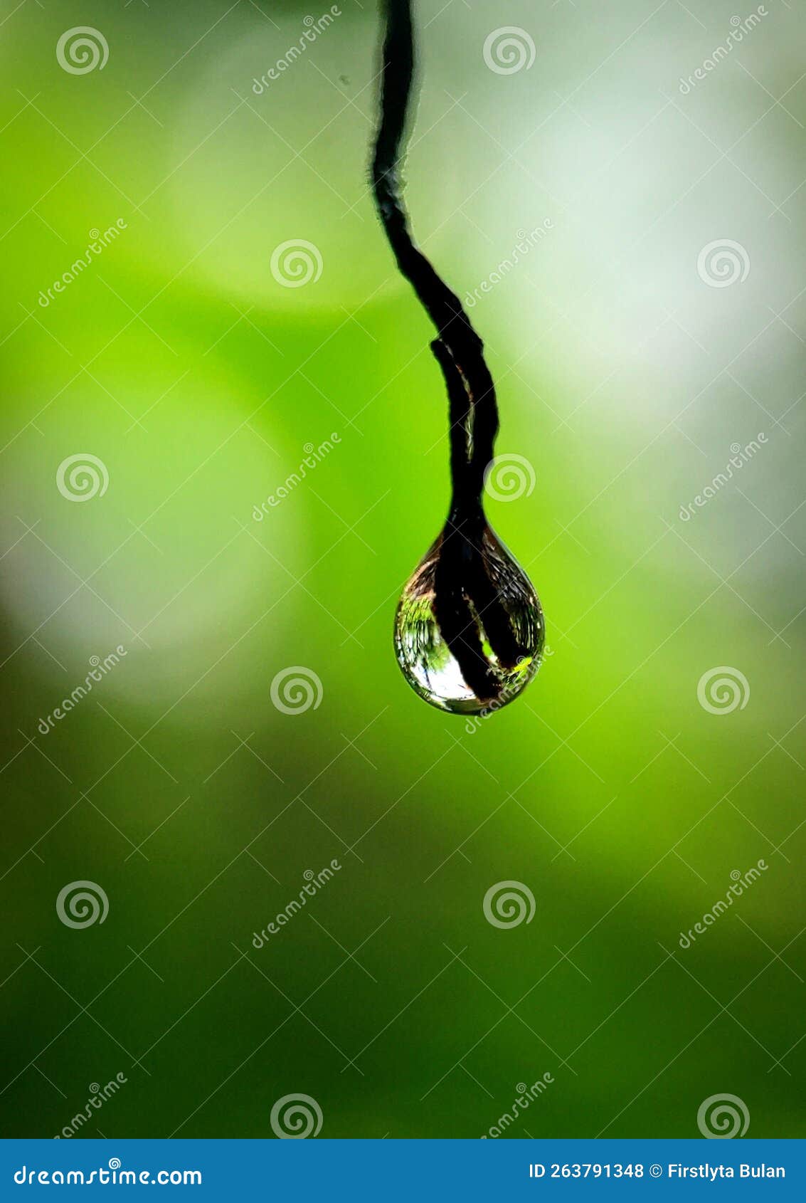 Raindrops Falling on Dry Tree Branches Stock Photo - Image of ...