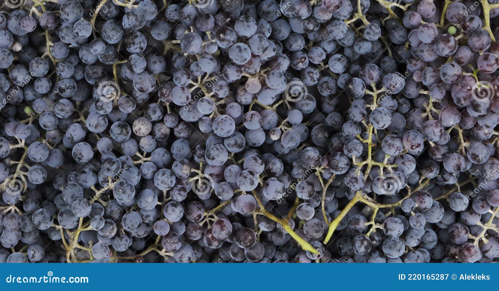 Raindrops Falling on a Heap of Grapes. Rotation of Bunches Grapes. View ...