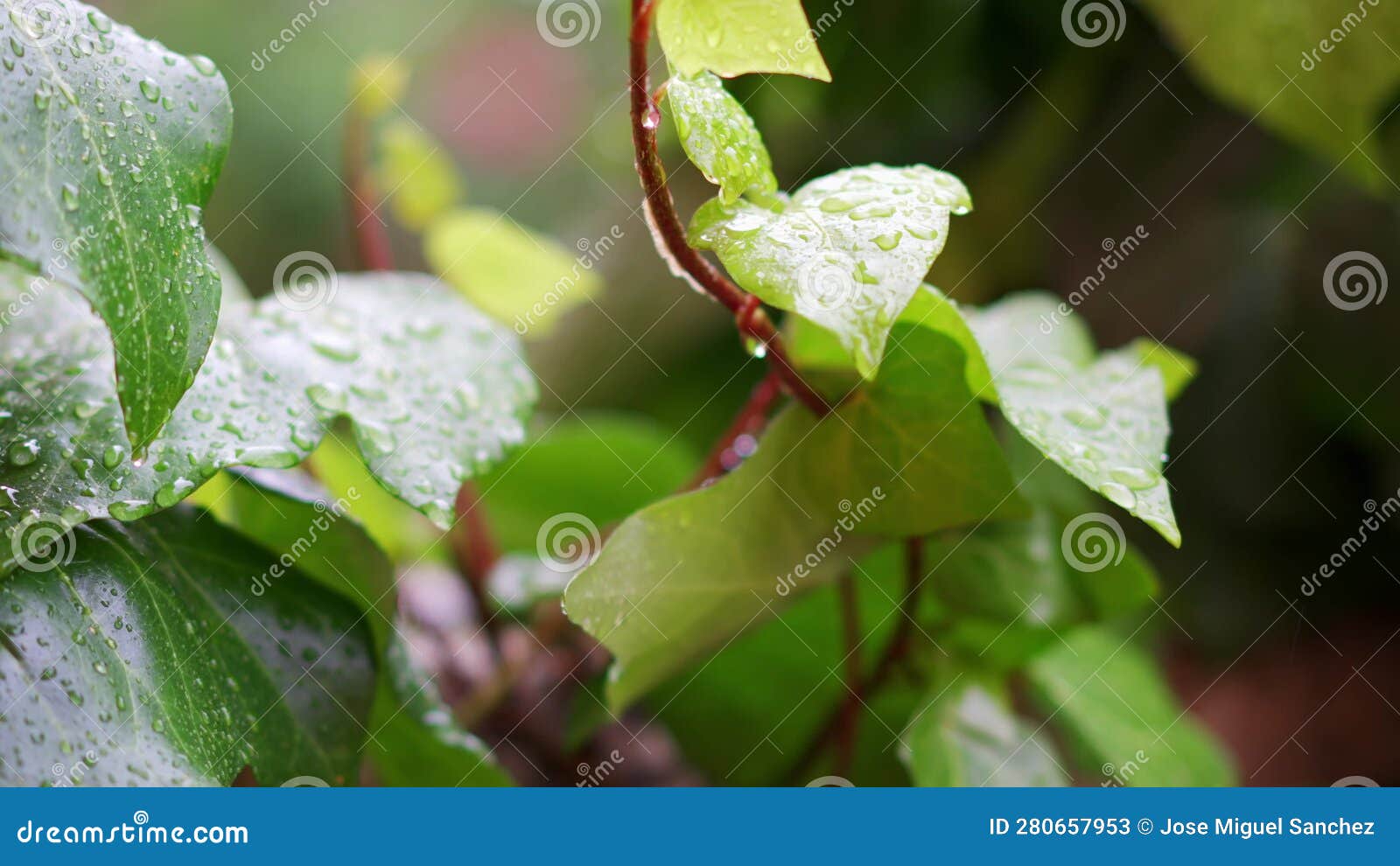 Raindrops Falling on Ivy Leaves in the City Gardens. Stock Video ...