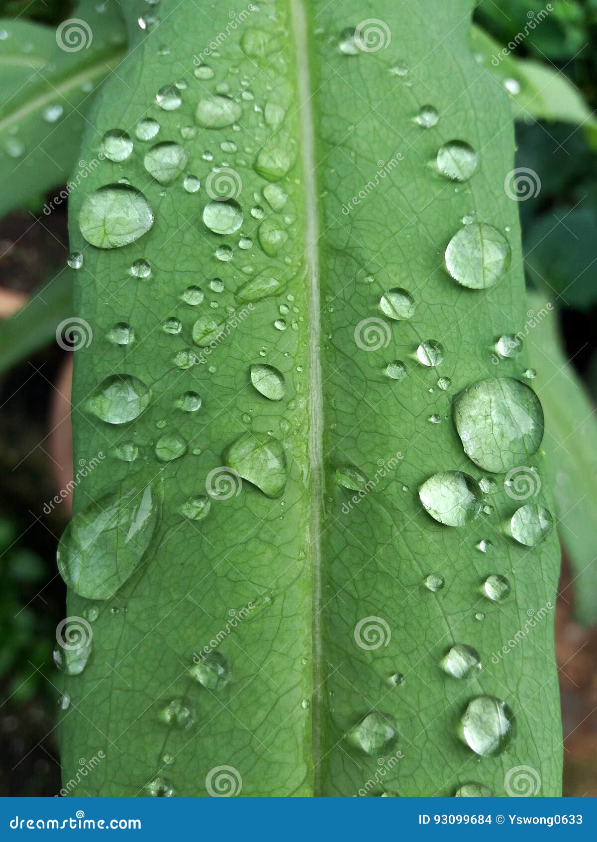 Raindrops Falling on the Leaf Stock Photo - Image of crystal, green ...